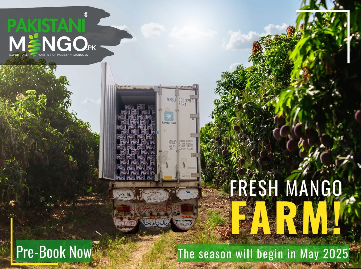 Pakistani Mango | Premium Pakistani Mango Exporter | Fresh Mangoes ...