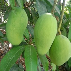 Pakistani Mango | Premium Pakistani Mango Exporter | Fresh Mangoes ...